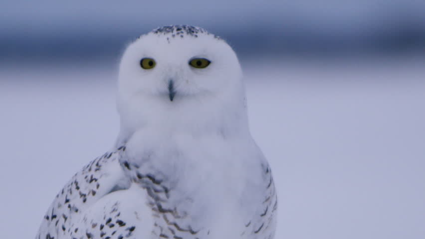 Owl in the winter image - Free stock photo - Public Domain photo - CC0 ...