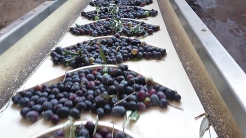 Olives Processed Mill Get Oil Stock Footage Video (100% Royalty-free ...