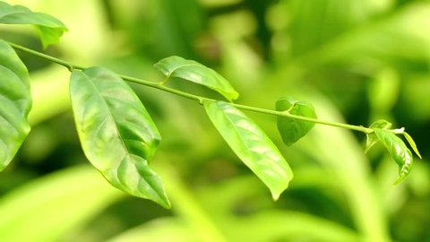 Turraea Heterophylla African Honeysuckle Family Meliaceae Stock Footage ...