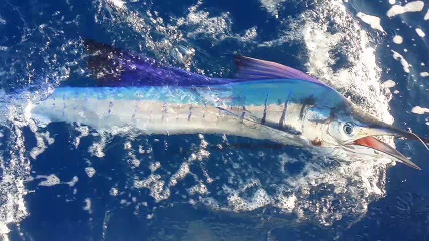 catching sailfish Stock Footage Video (100% Royalty-free) 23714503 ...