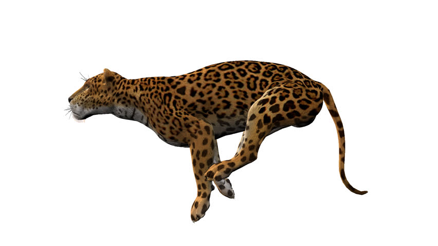 Leopard Runs,loop, Animation, Alpha Channel Stock Footage Video (100% ...