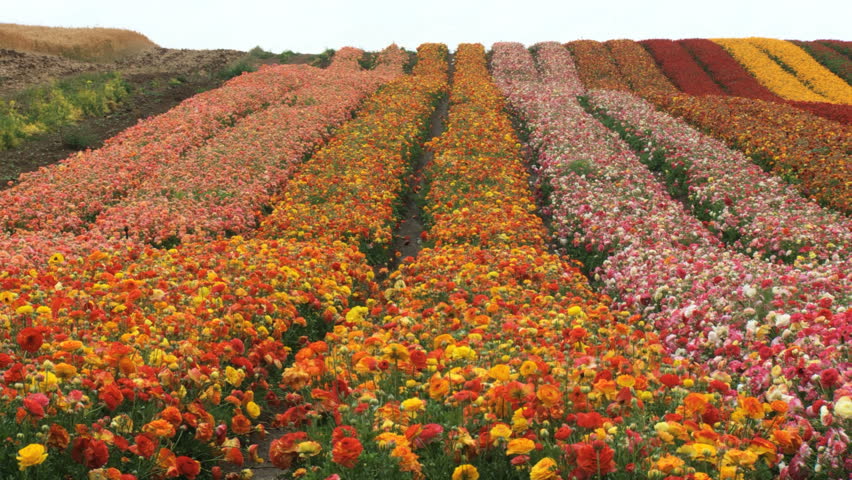 Rows of Buttercup Flowers On Stock Footage Video (100% Royalty-free ...