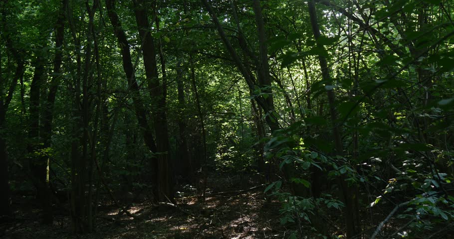 old young wild forest trees spirit Stock Footage Video (100% Royalty ...