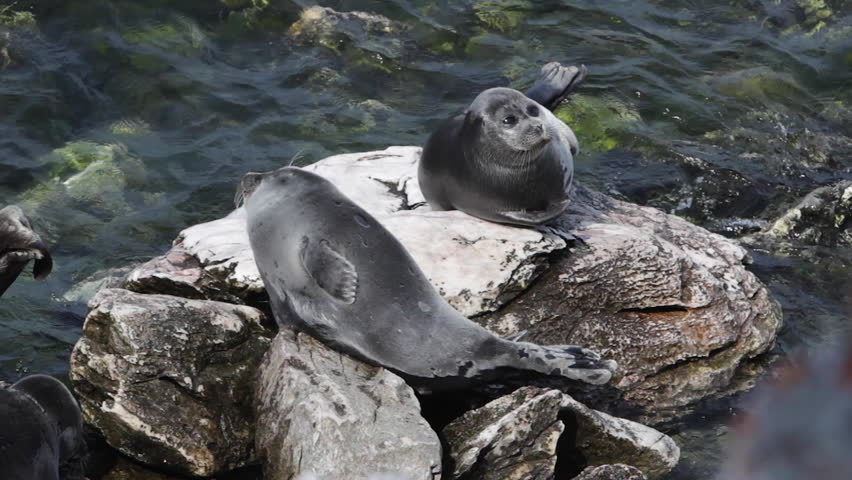Baikal Seal, endemic to lake Baikal image - Free stock photo - Public ...