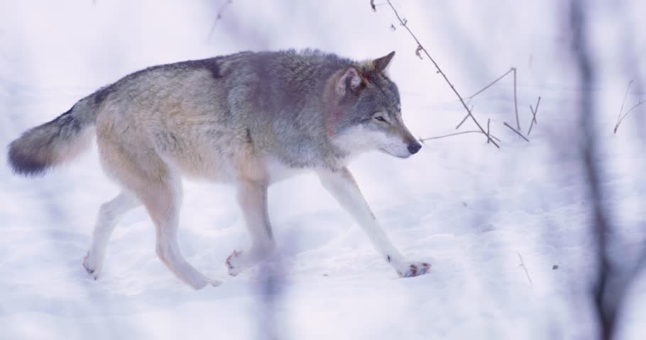 alpha wolf patrolling pack territory alone Stock Footage Video (100% ...