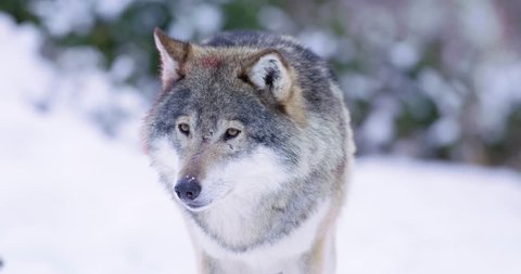 Portrait Injured Alpha Wolf Curiously Looking Stock Footage Video (100% ...