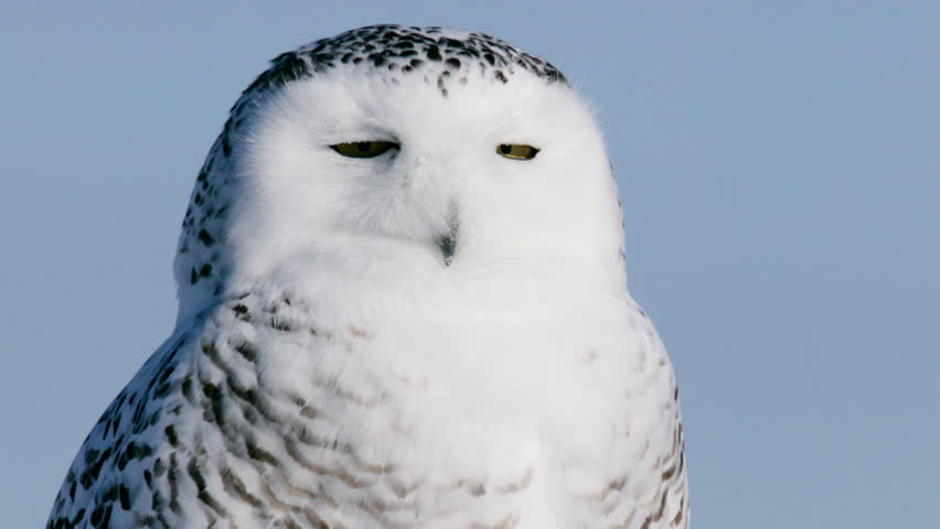 snowy owl turns head profile Stock Footage Video (100% Royalty-free ...