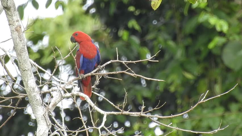 female eclectus parrot poo while sitting Stock Footage Video (100% ...