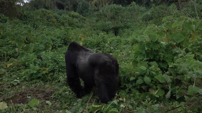 Silverback Mountain Gorilla Guhonda Leader Sabyinyo Stock Footage Video ...