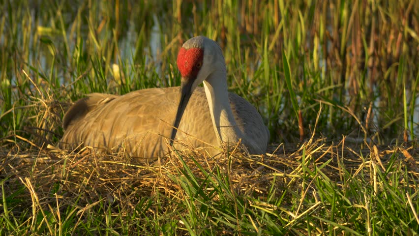 female sandhill crane patiently sits nest Stock Footage Video (100% ...