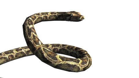 Snake Jungle Carpet Python Open Mouth Stock Footage Video (100% Royalty ...