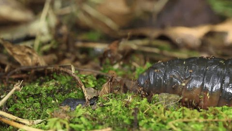 Giant Amazonian Earthworm Stock Footage Video (100% Royalty-free ...