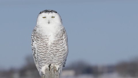 Snowy Owl Perched On Post Stock Photo (Edit Now) 371298448