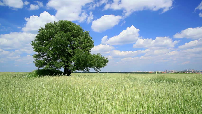 tree lawn on background clear sky Stock Footage Video (100% Royalty ...