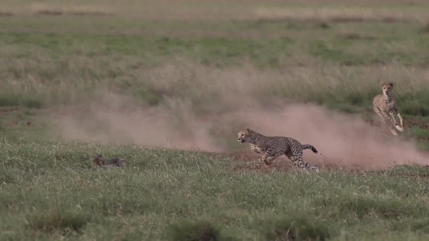 Cheetah Kill Stock Video Footage - 4K and HD Video Clips | Shutterstock