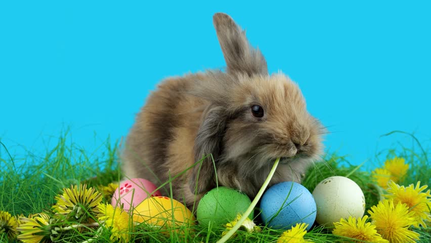 Diente De Conejo Stock Video Footage - 4K and HD Video Clips | Shutterstock