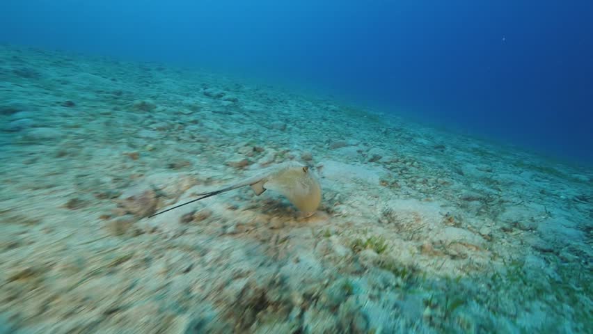 Stingray Barb Stock Video Footage - 4K and HD Video Clips | Shutterstock