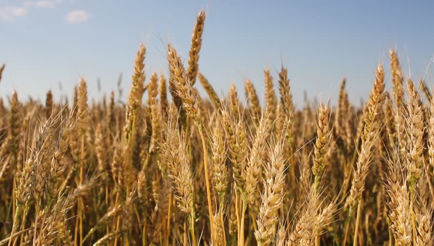Looping 3d Animation Wheat Field Hd Stock Footage Video (100% Royalty ...