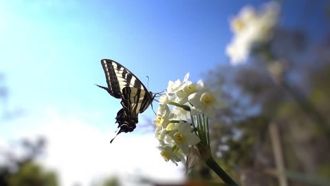 Beautiful Butterfly Taking Off Flower Flying Stock Footage Video (100% ...