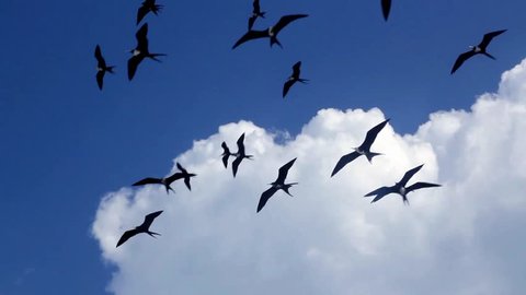 Fragata Flock Frigate Birds Flying Group Stock Footage Video (100% ...