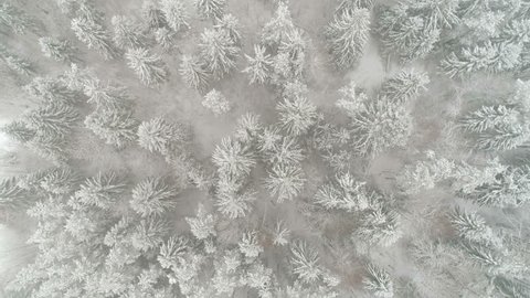 Top View Spruce Trees Snow Covered Stock Footage Video (100% Royalty ...