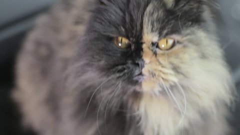 Two Color Face Beautiful Cat Looking Stock Footage Video (100% Royalty ...