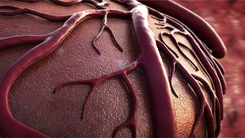 4k Animation Circulatory System Capillary Cardiovascular Stock Footage ...