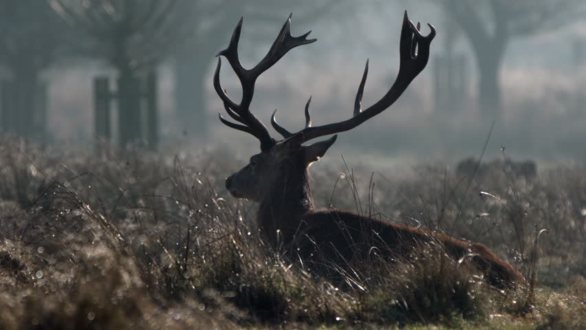 Buck teeth Stock Video Footage - 4K and HD Video Clips | Shutterstock