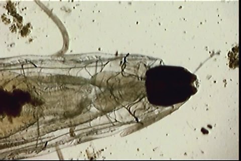 Microscopic Large Dormant Fly Larva Lies Stock Footage Video (100% ...