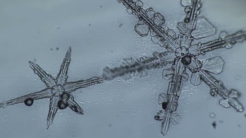 Two Snowflakes Melting Under Microscope Stock Footage Video (100% ...