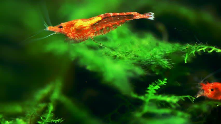 Neocaridina Heteropoda Var. Red or Stock Footage Video (100% Royalty ...