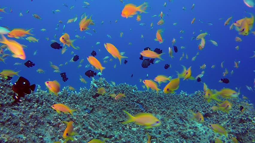 Colorful Underwater Seascape. Picture of Stock Footage Video (100% ...