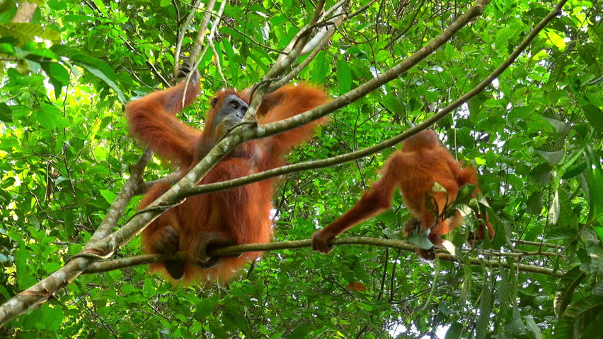 Orangutan great ape image - Free stock photo - Public Domain photo ...