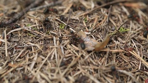 Small Juvenile Western Cottonmouth Agistrodon Piscivores ...