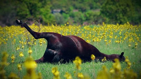 Dead Cow Decaying Desert Deceased Freerange Stock Footage Video (100% ...