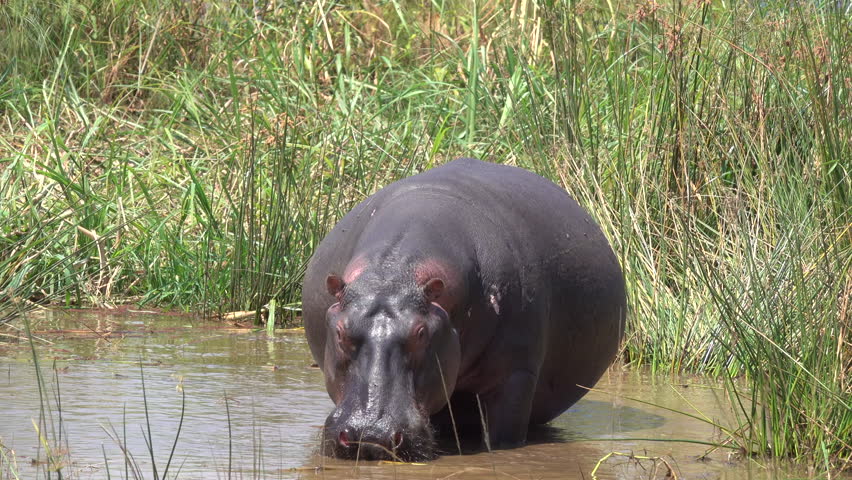 Angry Hippopotamus, Hippo Bull Feels Stock Footage Video (100% Royalty ...