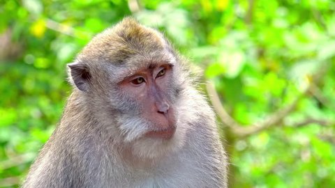 Male Proboscis Monkey Nasalis Larvatus Scratching Stock Footage Video ...