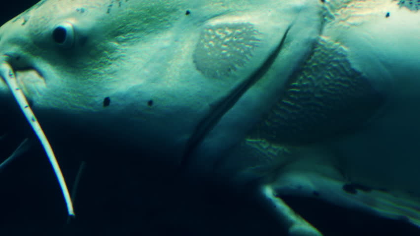 Channel Catfish - Ictalurus punctatus image - Free stock photo - Public ...