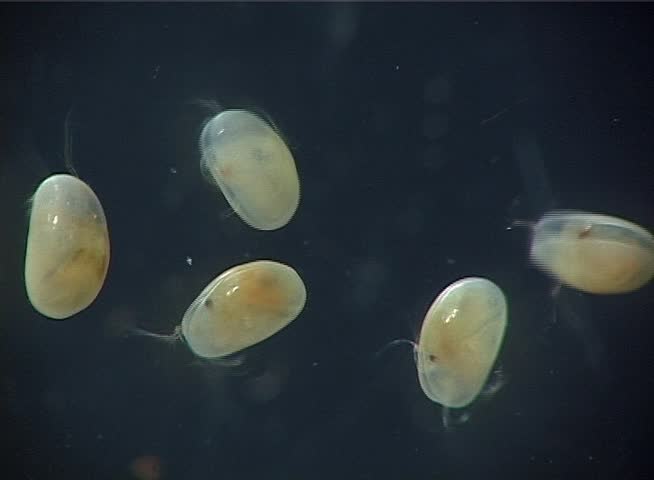 ostracods ostracodes class crustacea ostracoda sometimes Stock Footage ...