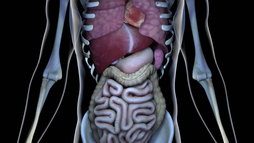 4k Healthy Internal Organs in Stock Footage Video (100% Royalty-free ...