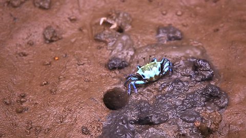 Traditional Hawaiian Lei Made Purple White Stock Footage Video (100% ...