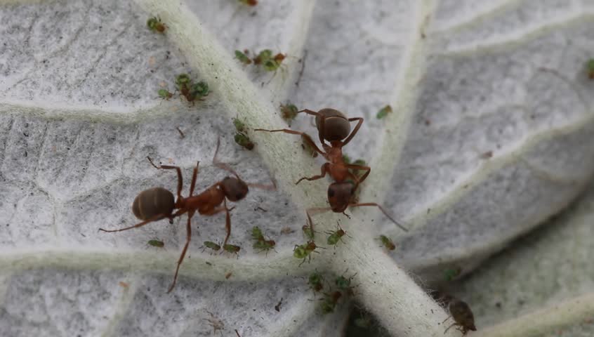 large yellow ants beating gently on Stock Footage Video (100% Royalty ...