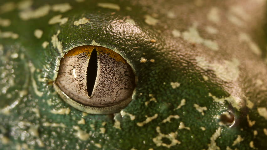 amazon leaf frog cruziohyla craspedopus blinking Stock Footage Video ...