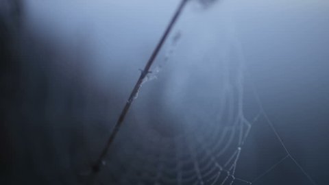 Dew On Shaking Cobweb Stock Footage Video (100% Royalty-free) 24388250 ...