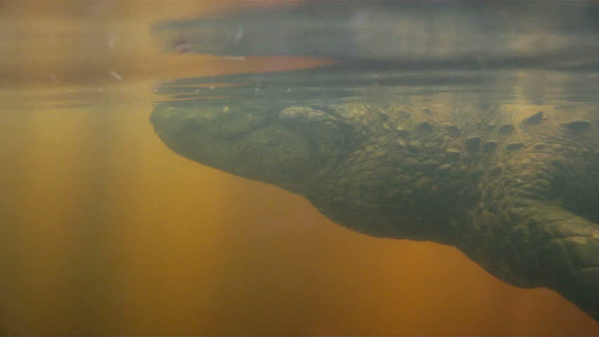 Alligator with Canoe Stock Footage Video (100% Royalty-free) 2439920 ...