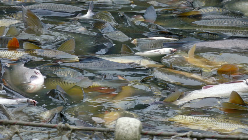 Growing and Harvesting of Fish Stock Footage Video (100% Royalty-free ...