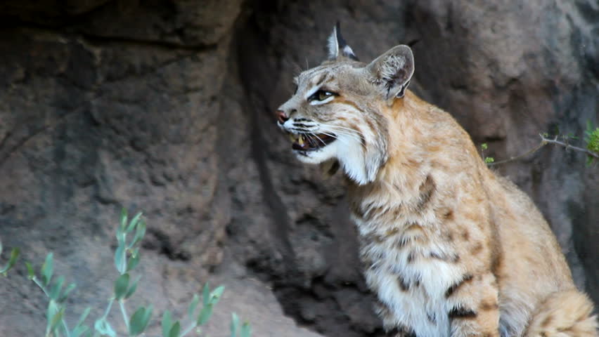 bobcat pants summer heat leaps onto Stock Footage Video (100% Royalty ...