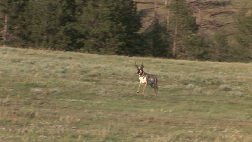 view pronghorn antelope crossing road custer Stock Footage Video (100% ...