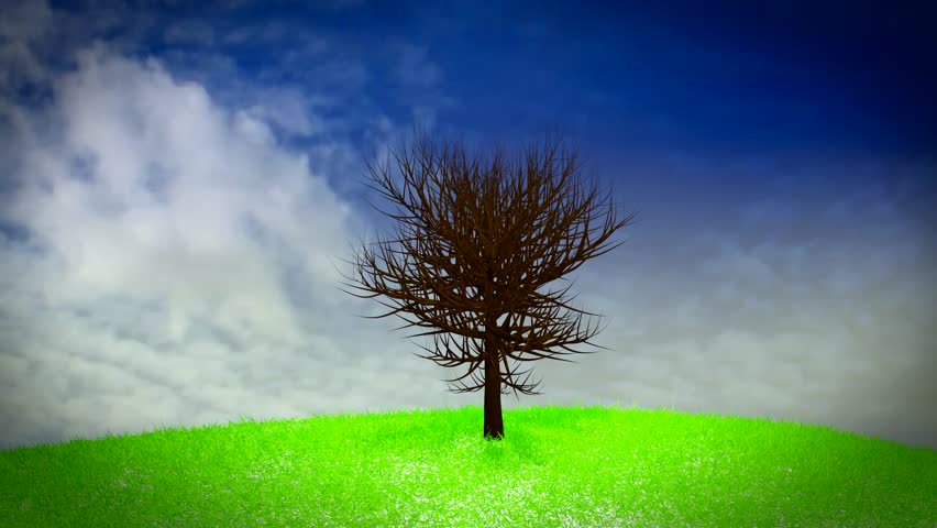 four seasons tree time lapse loop Stock Footage Video (100% Royalty ...