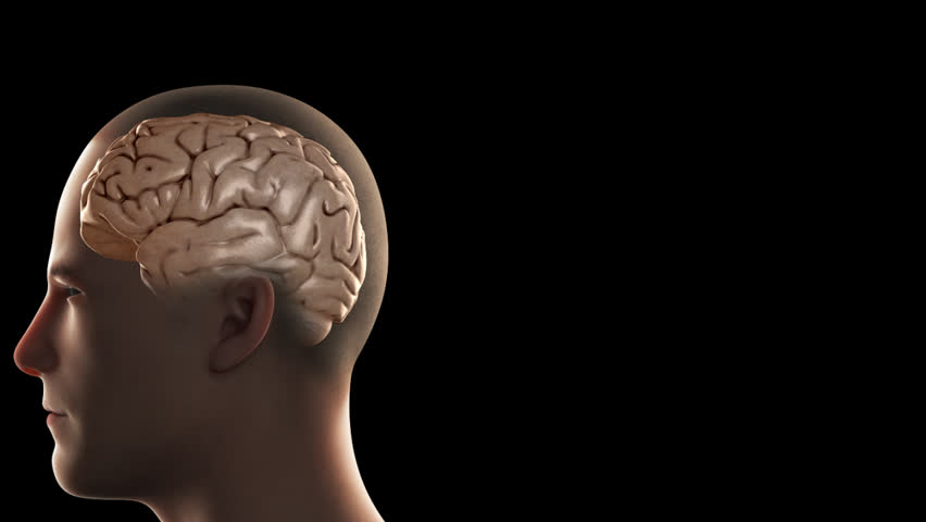 cg animation human brain rotating head: video stock (100% royalty free ...